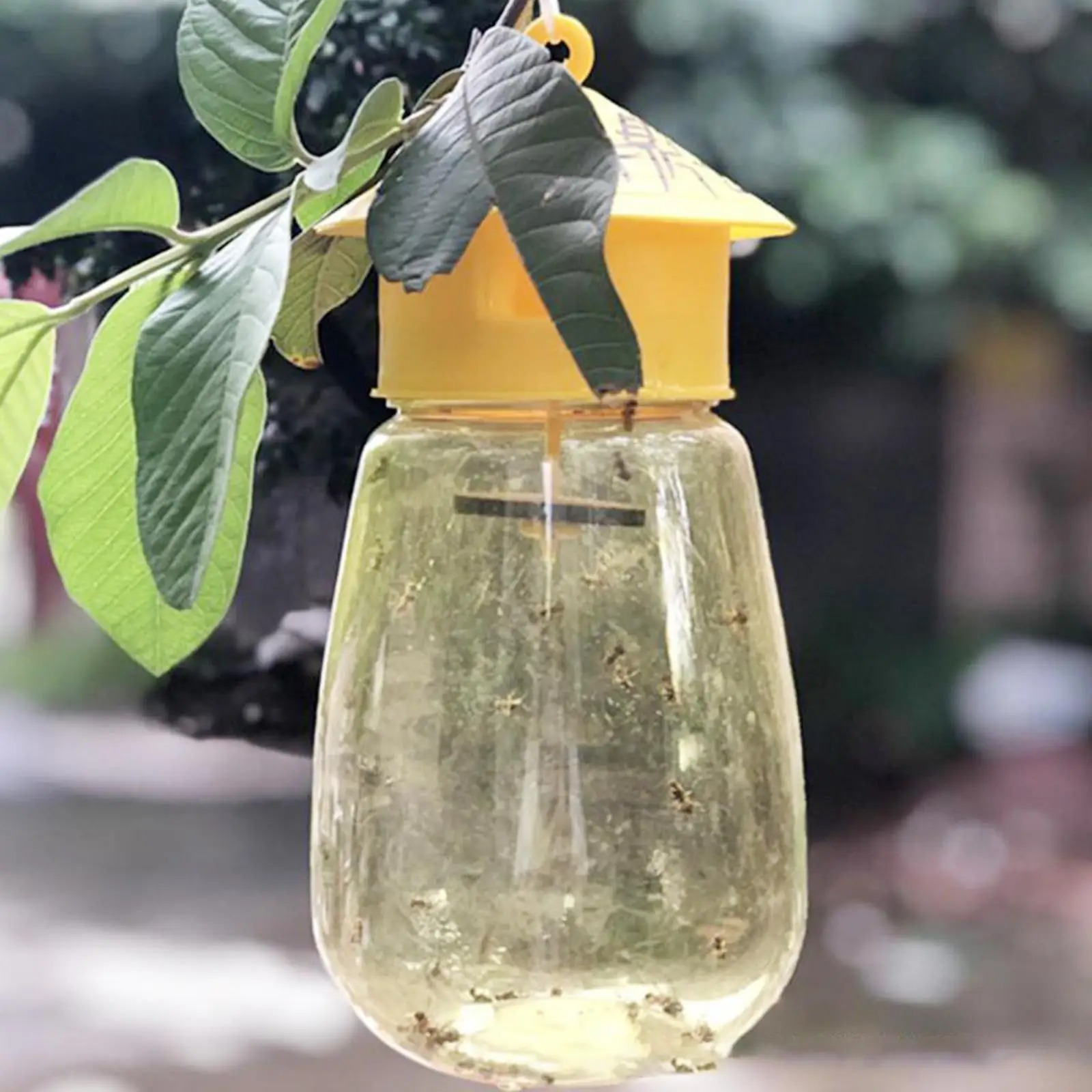 Piège à Insectes | La Maison Du Jardinier